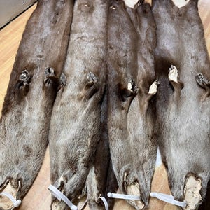 Tanned Otter Hide With Feet - Cased - Etsy