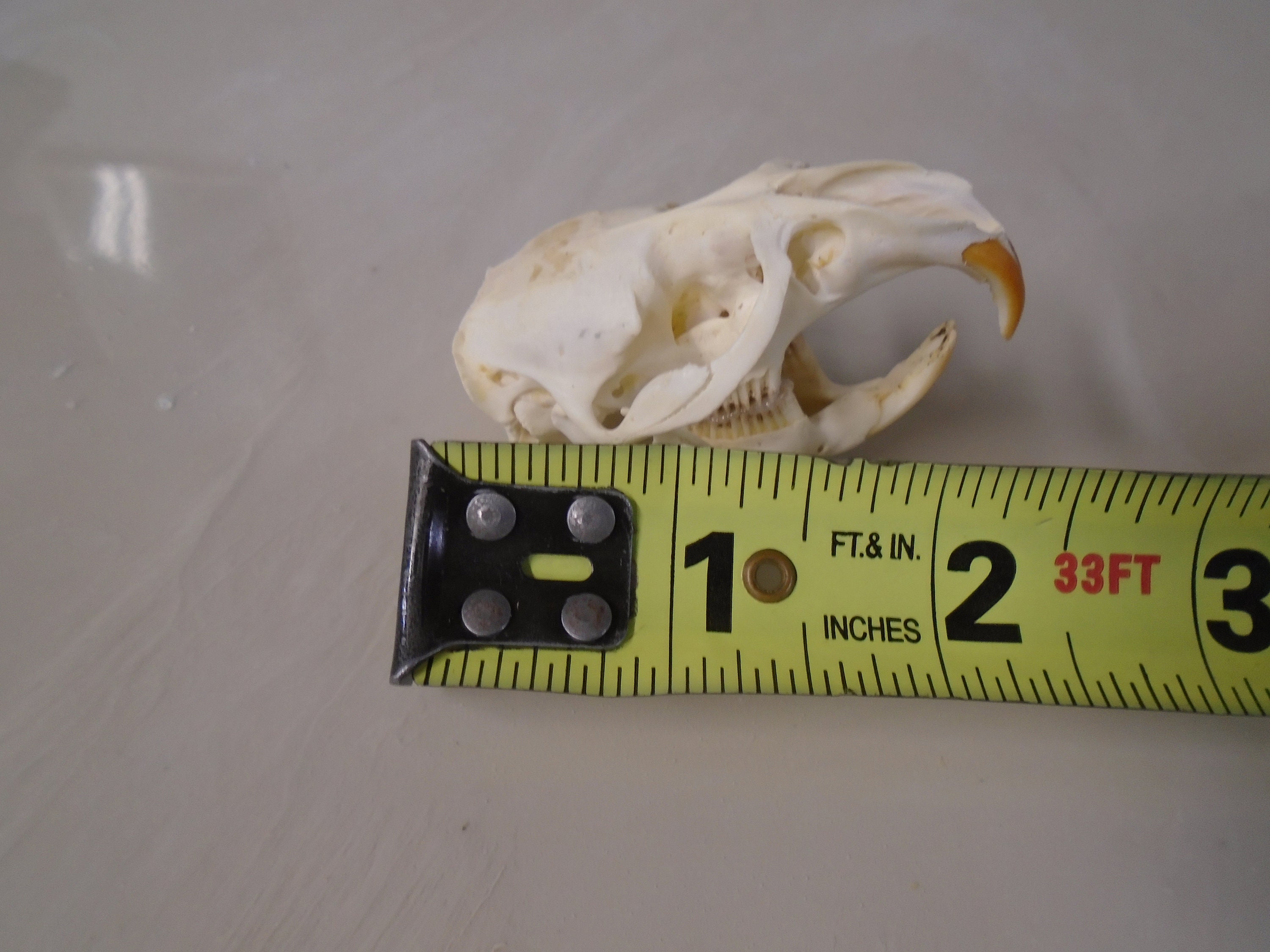 Muskrat Skulls - Etsy