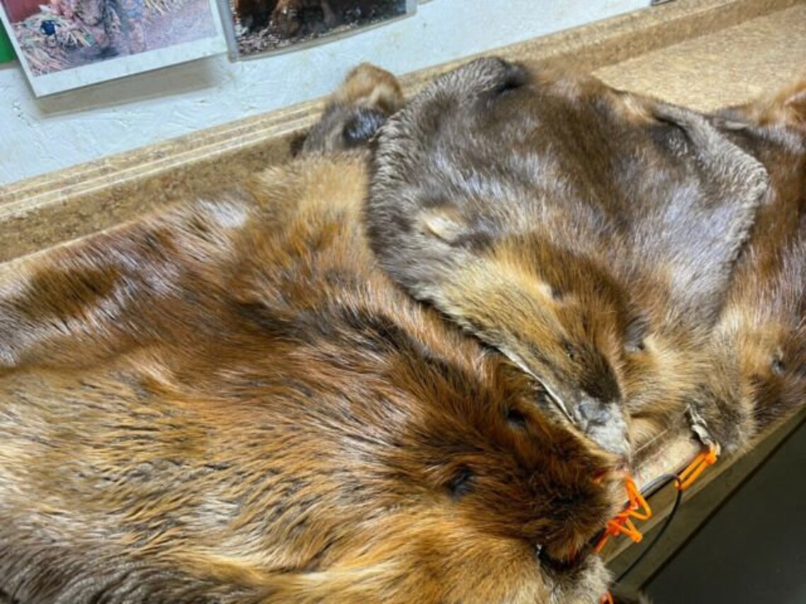 Tanned Beaver canadian Hides - Etsy