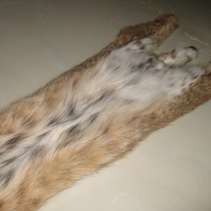 Tanned Bobcat Hide - Etsy