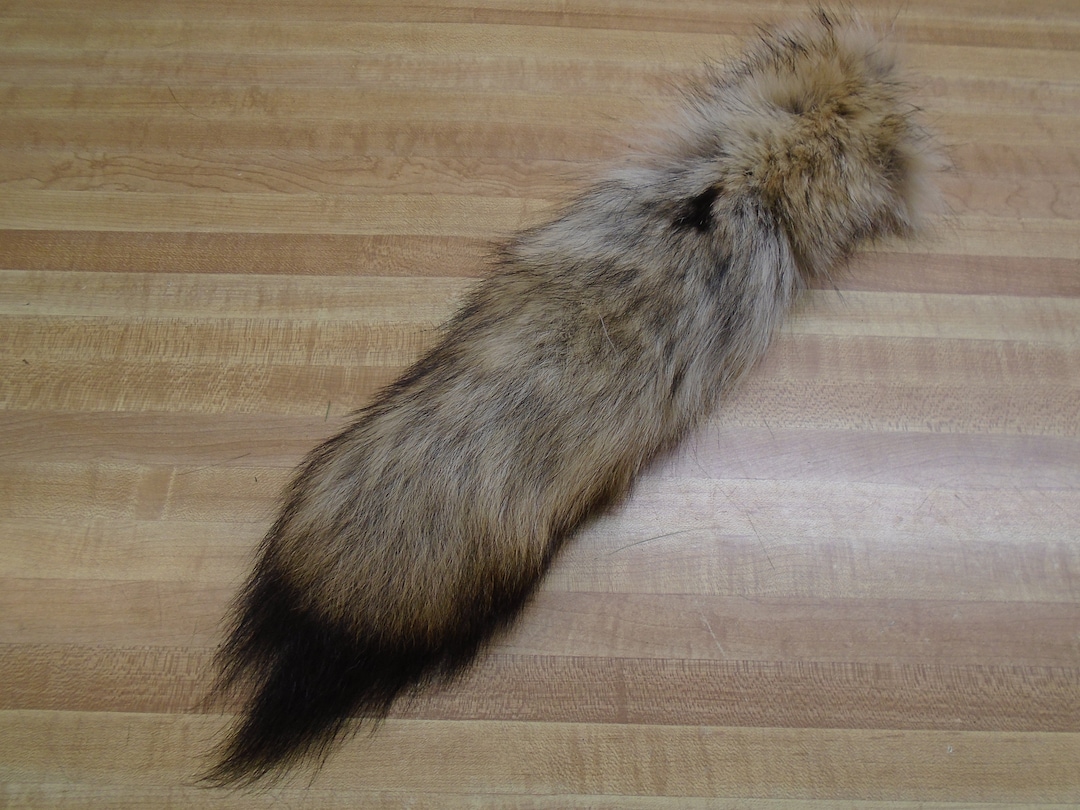 Tanned Coyote Tail - Etsy