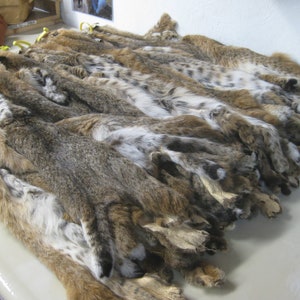Tanned Bobcat Hide - Etsy