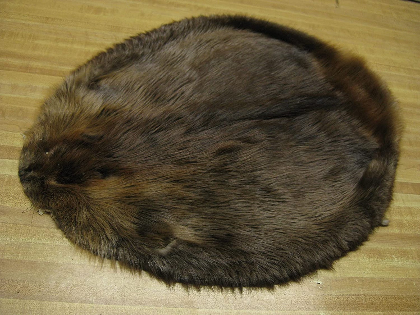 Tanned Beaver canadian Hides - Etsy