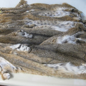 Tanned Bobcat Hide - Etsy