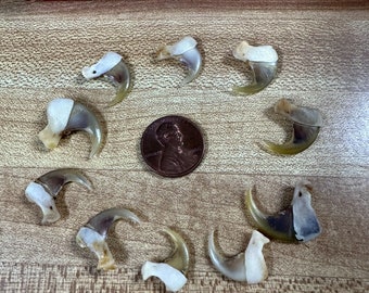 20 Red Fox Claws, Bones Claw No Skulls Teeth Taxidermy - Etsy