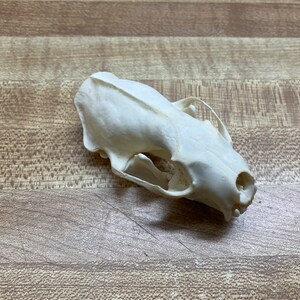 Mink Skull, Animal Skull, Bones - Etsy