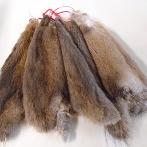 Tanned Muskrat Hides - Etsy
