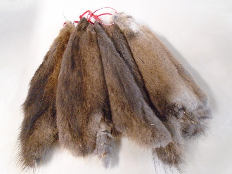 Tanned Muskrat Hides - Etsy