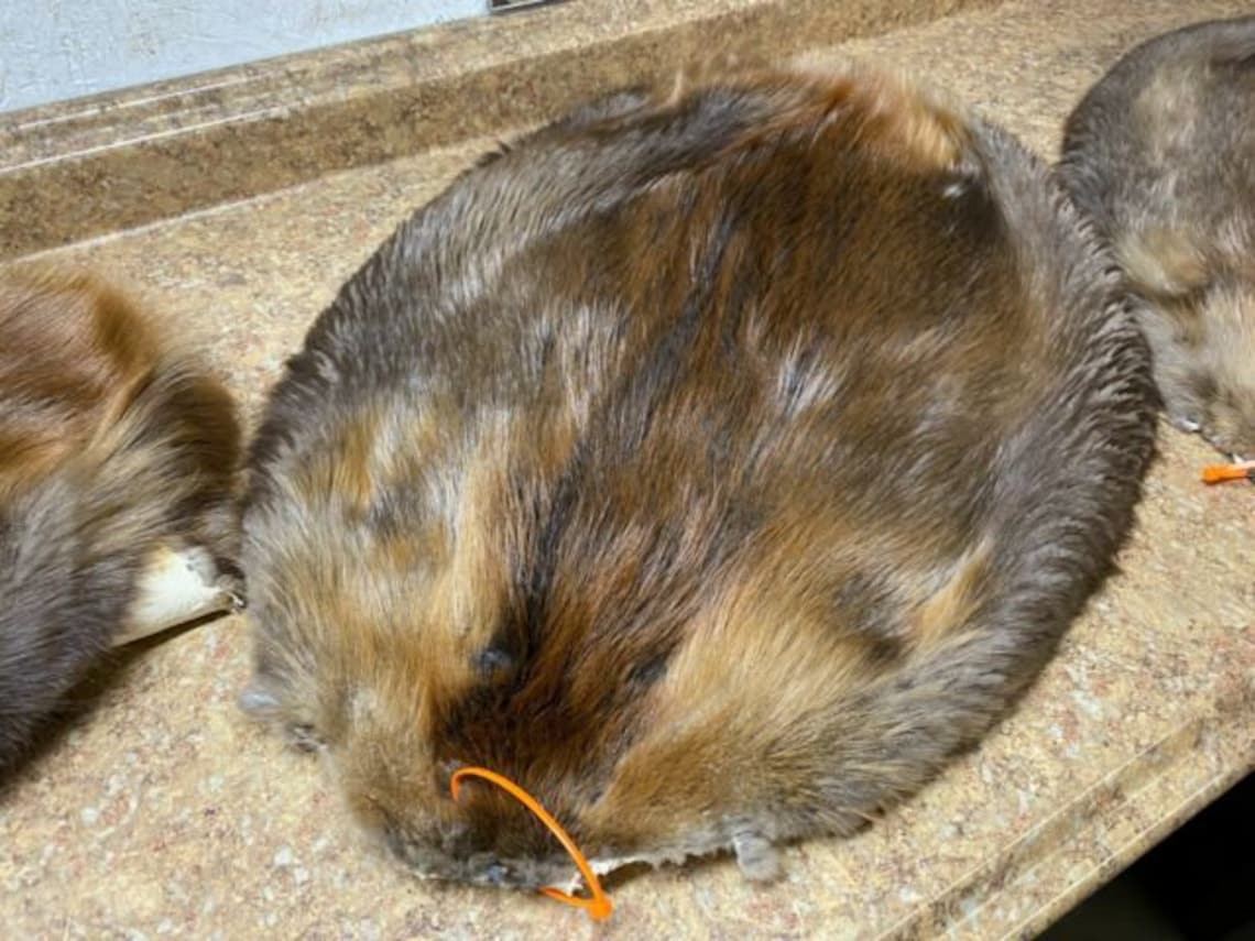 Tanned Beaver canadian Hides - Etsy