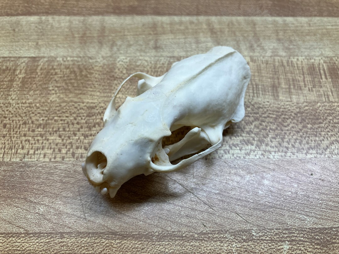 Mink Skull, Animal Skull, Bones - Etsy