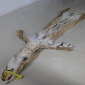 Tanned Bobcat Hide - Etsy