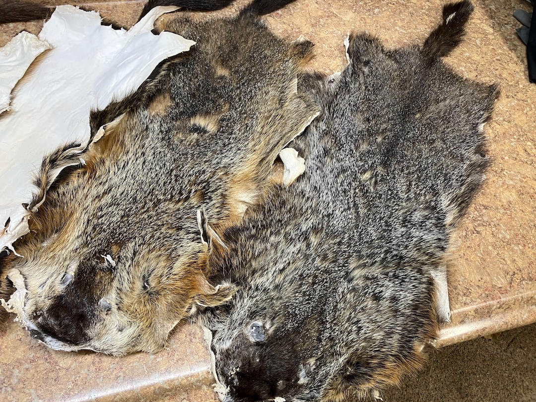 Ground Hog Hide, Slight Damage, Pelts, Tanned - Etsy