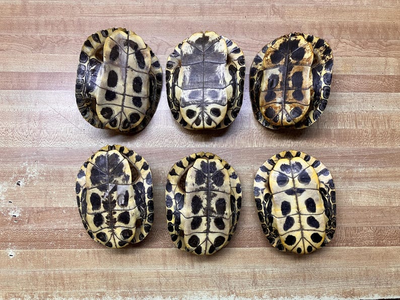 One Small Slider Turtle Shell - Etsy