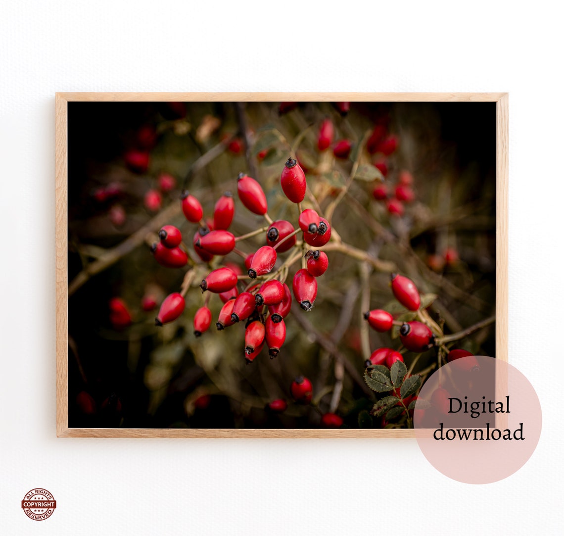 Rosehip Poster Rose Hip Wall Art Digital Printable Poster - Etsy