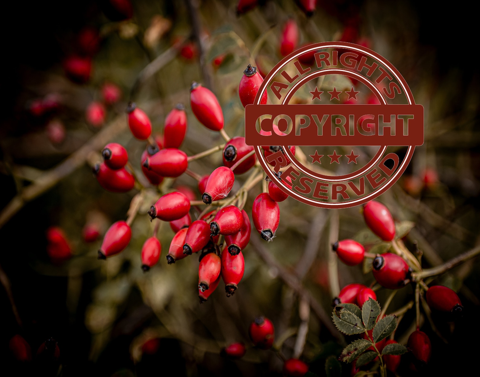 Rosehip Poster Rose Hip Wall Art Digital Printable Poster - Etsy