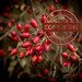 Rosehip Poster, Rose Hip Wall Art, Digital Printable Poster, Wall Art ...