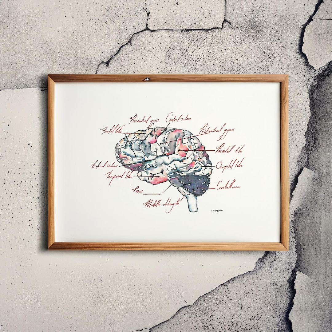 Brain Anatomy Ink Illustration: Medical Art Print (digital Download) - Etsy