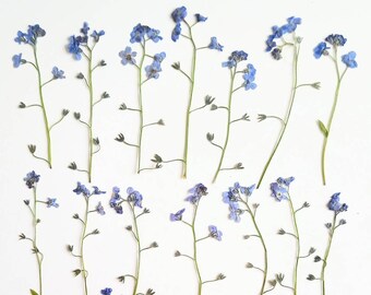 Dried Forget Me Not Flowers - Etsy