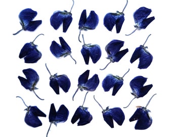 Pressed Flowers Blue Lobelia 20pcs Floral Art Resin Craft - Etsy