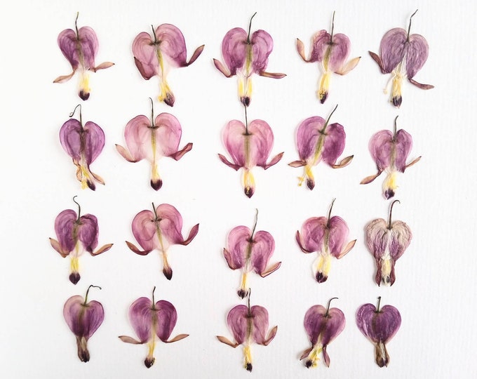 Dried Pressed Bleeding Hearts. Dried Pressed Flowers for Crafting ...