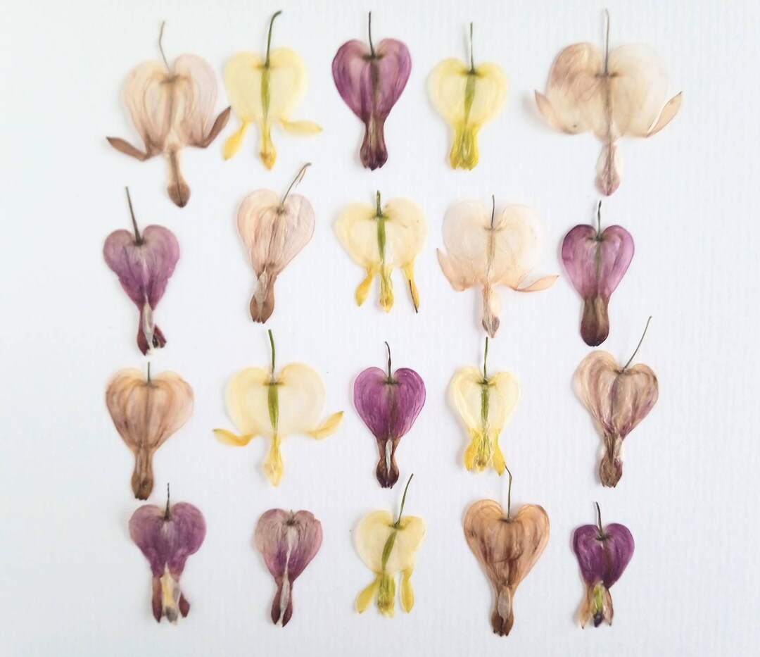 Dried Pressed Bleeding Hearts. Dried Pressed Flowers for - Etsy