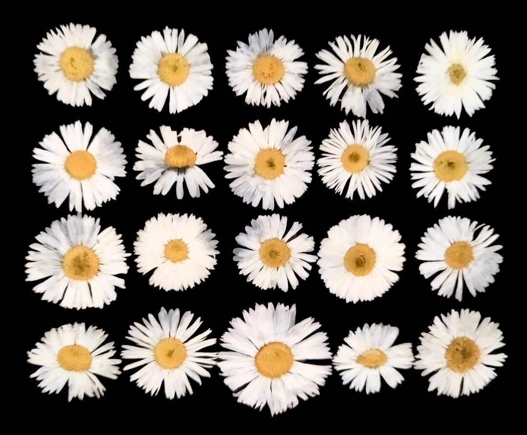 20 Dried Pressed White Daisies. Dried Pressed Flowers. Dried Pressed ...