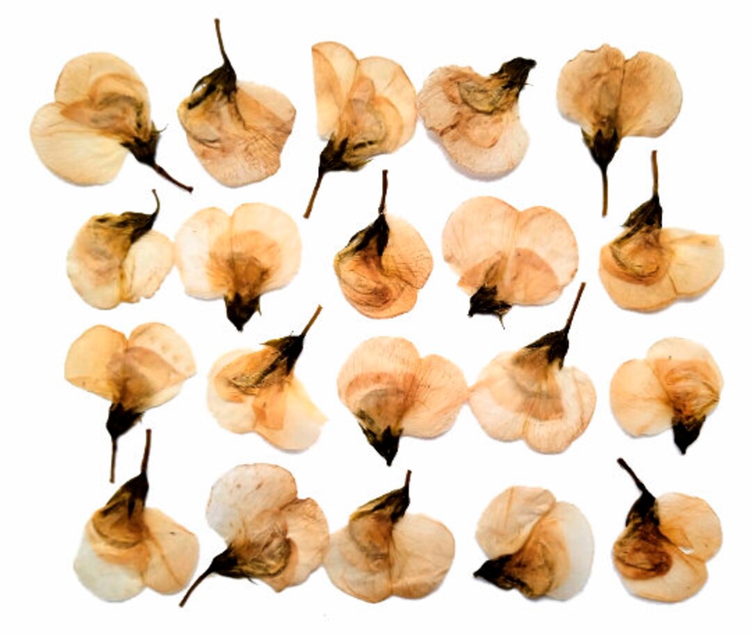 20 Dried Pressed Brown Sweet Peas. Dried Pressed Flowers Valentines Day ...