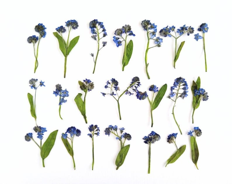 20 Dried Pressed Forget Me Not. Dried Pressed Flowers With - Etsy