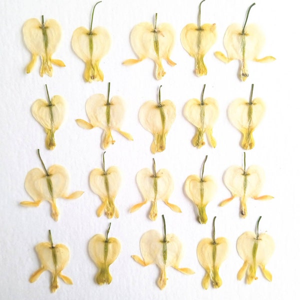 White Bleeding Heart - Etsy