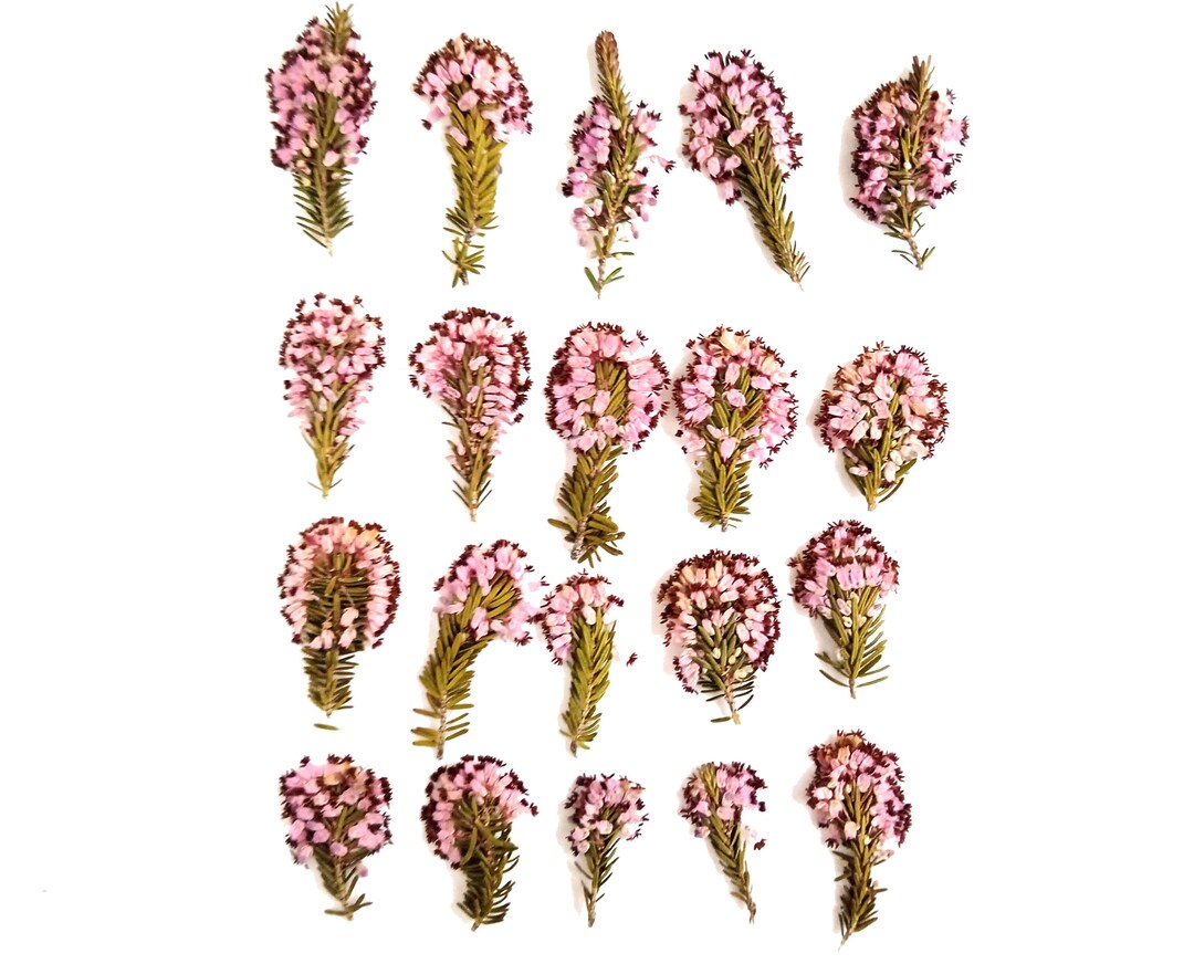 20 Dried Pressed Erica Flowers. Wild Dried Pressed Heather. for ...