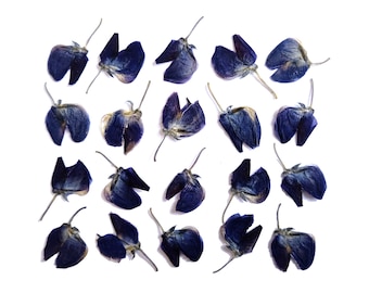 Pressed Flowers, Blue Lace Flower on Stem 20pcs Floral Art, Resin Craft ...