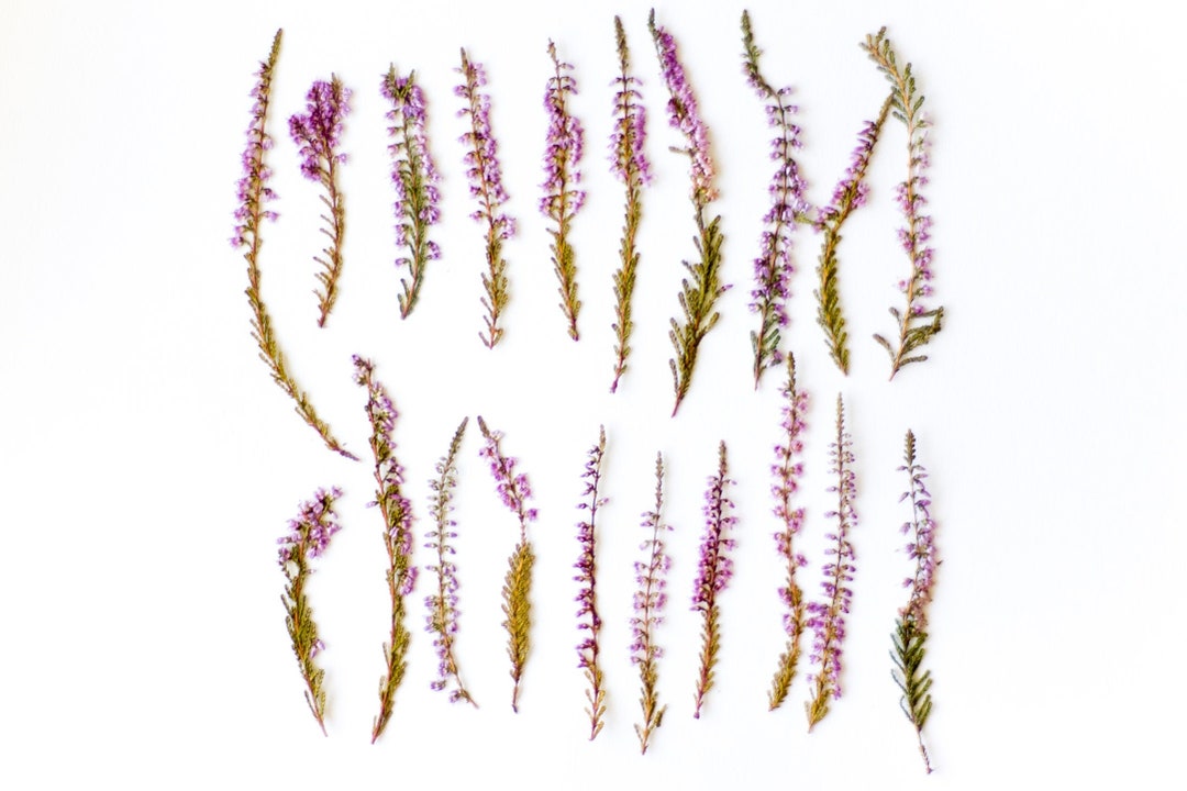 20 Dried Pressed Heather Flowers. Wild Dried Pressed Heather. Purple ...