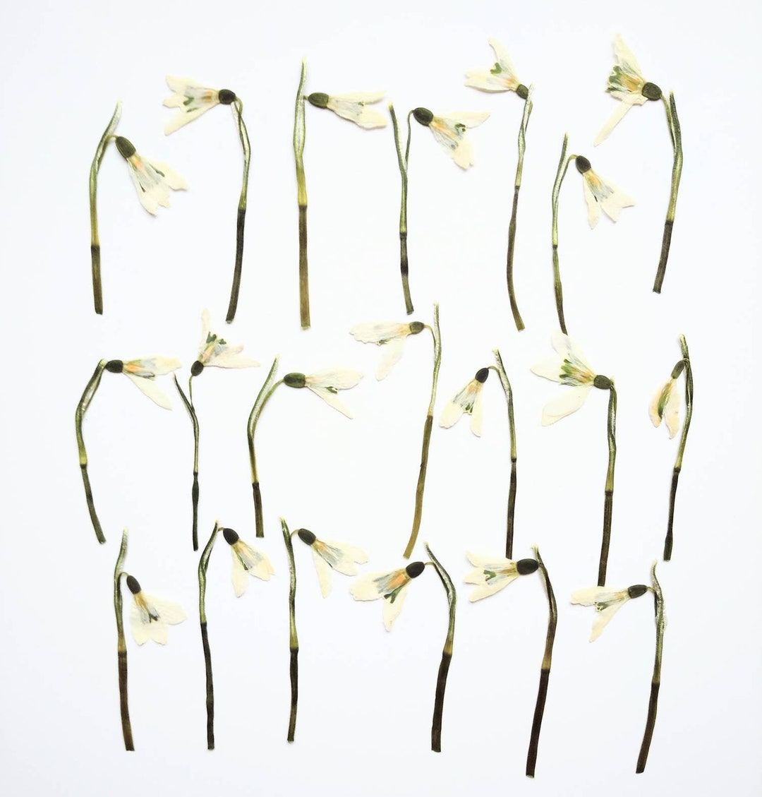 20 Dried Pressed Snowdrops. Dried Pressed Flowers for Crafting. - Etsy