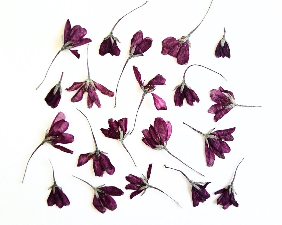 20 Dried Pressed Apple Buds. - Etsy