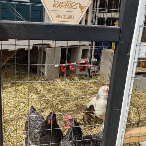 Protected by Tiny Raptor Farm Sign Personalized Farm Sign - Etsy