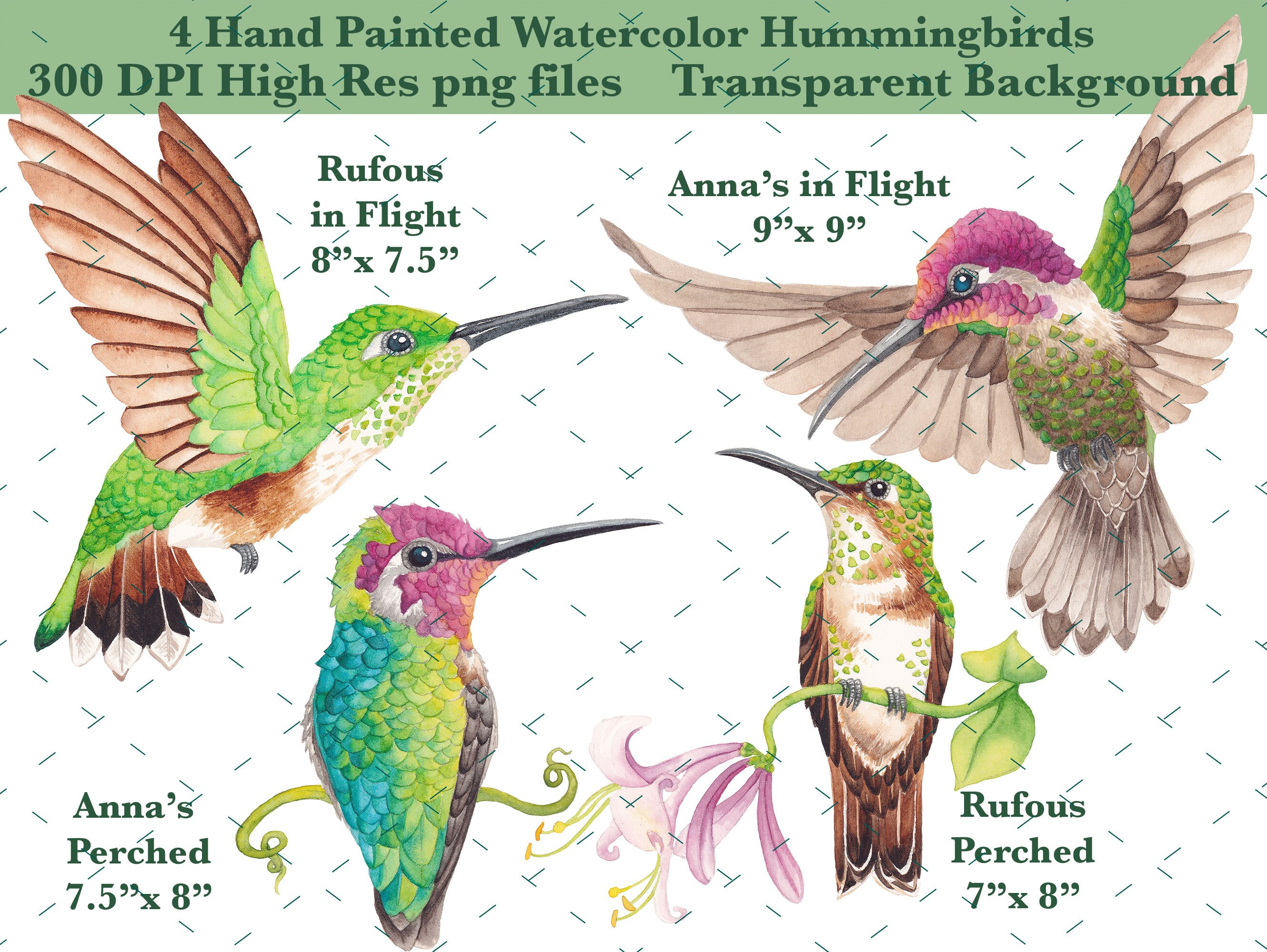 Hummingbirds Clipart - Hummingbirds Clip Art - Watercolor - Honeysuckle ...