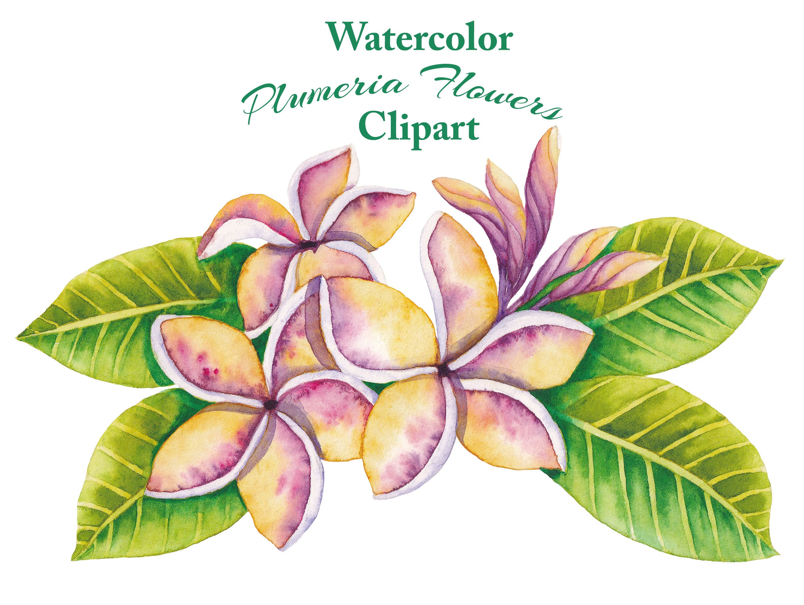 Plumeria Flowers Clipart - Tropical Floral - Hawaii - Wedding ...
