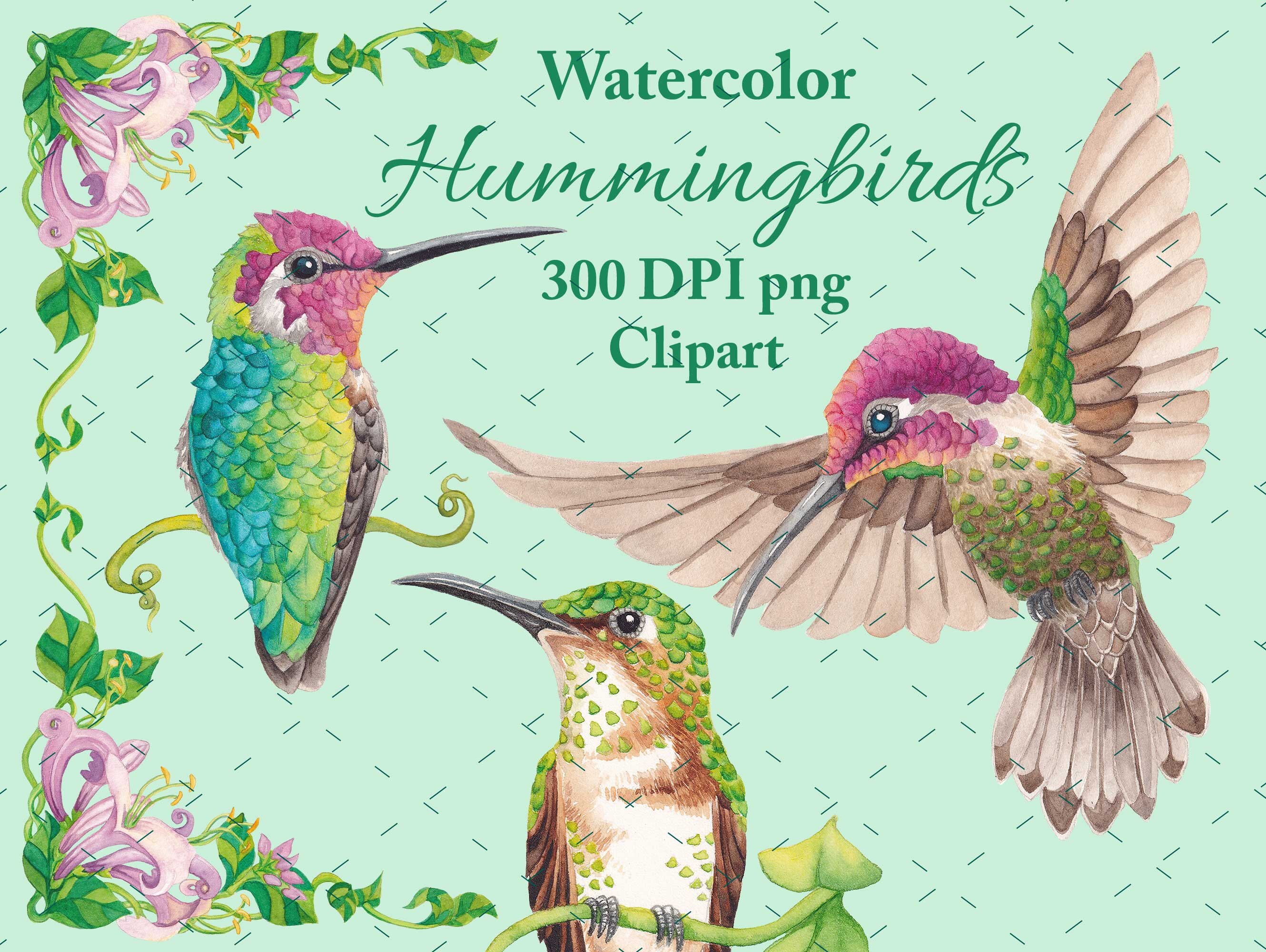 Hummingbirds Clipart - Hummingbirds Clip Art - Watercolor - Honeysuckle ...