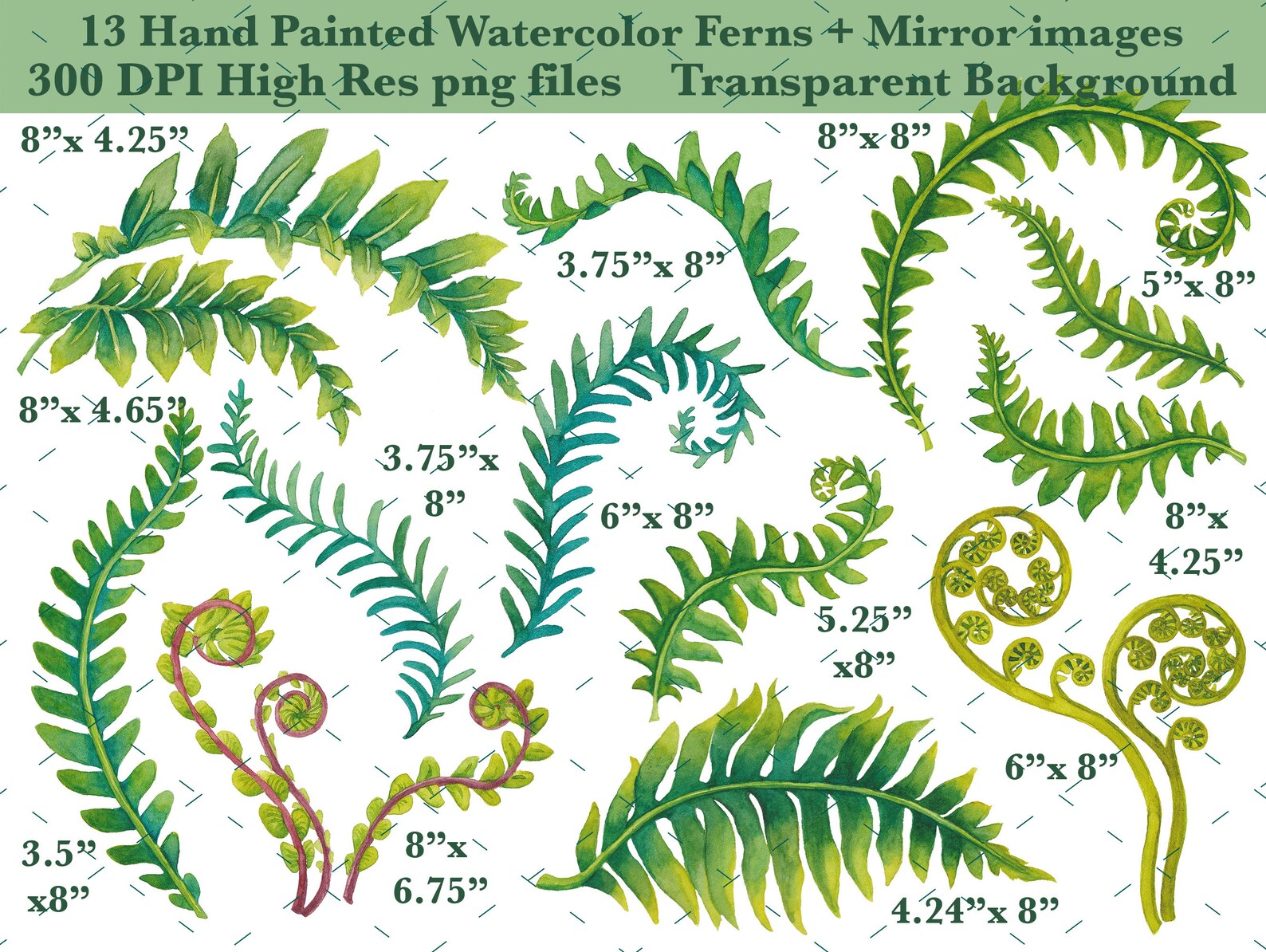 Ferns Clipart - Watercolor Ferns Clip Art - Hand Painted - Ferns ...