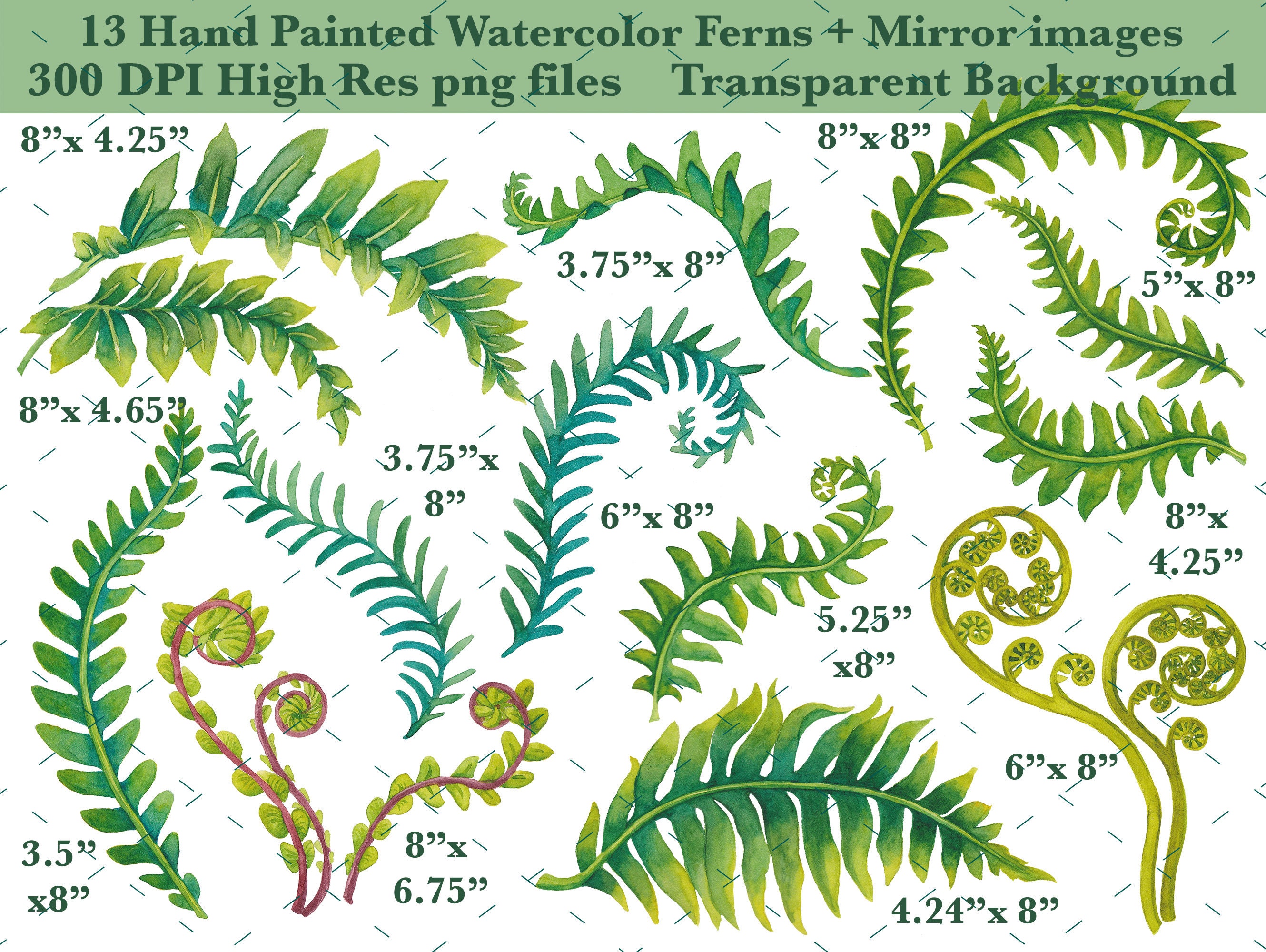 Ferns Clipart - Watercolor Ferns Clip Art - Hand Painted - Ferns ...