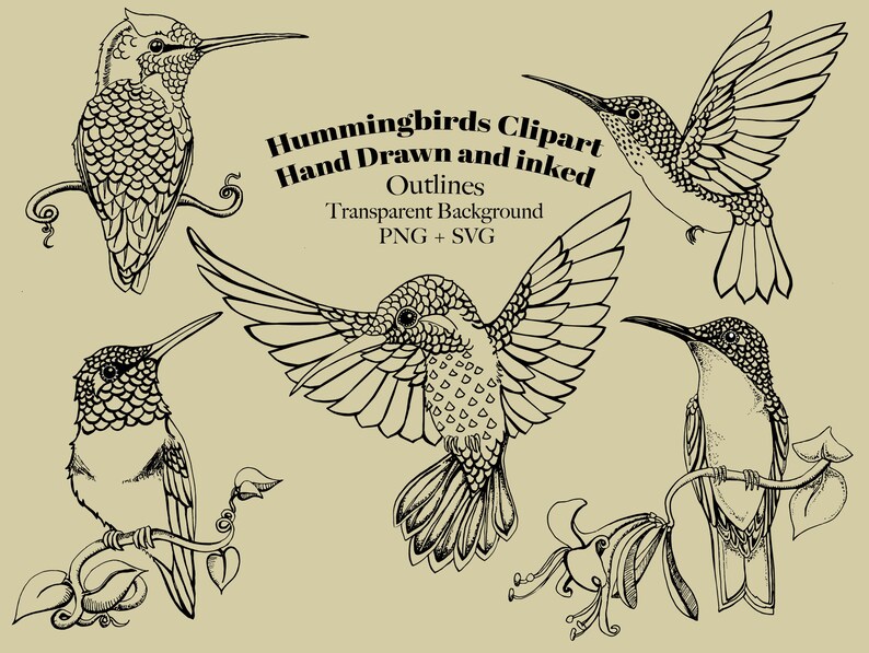 Hummingbird Clipart - Hand Drawn and Inked - SVG - PNG - Black and ...