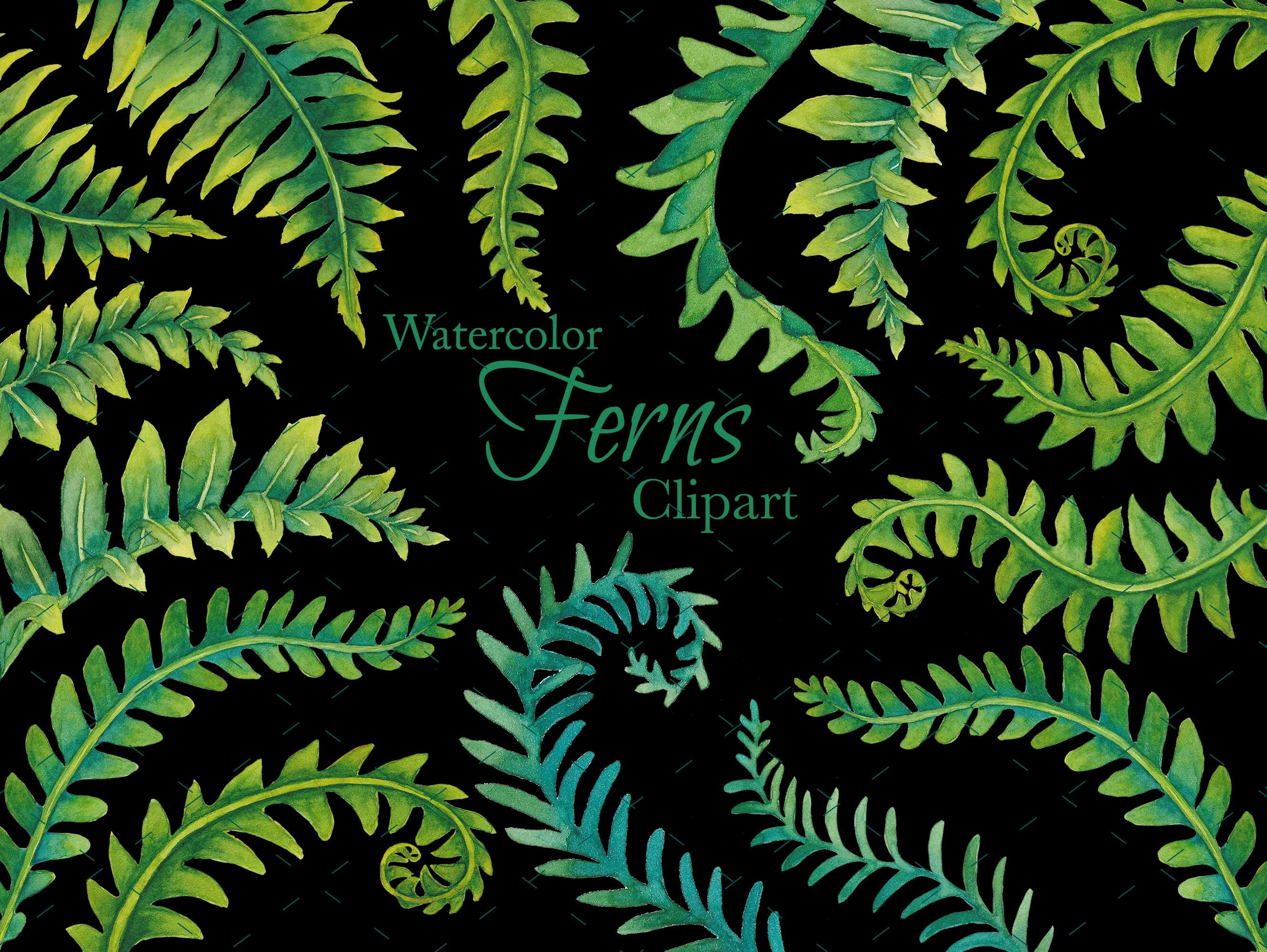 Ferns Clipart - Watercolor Ferns Clip Art - Hand Painted - Ferns ...