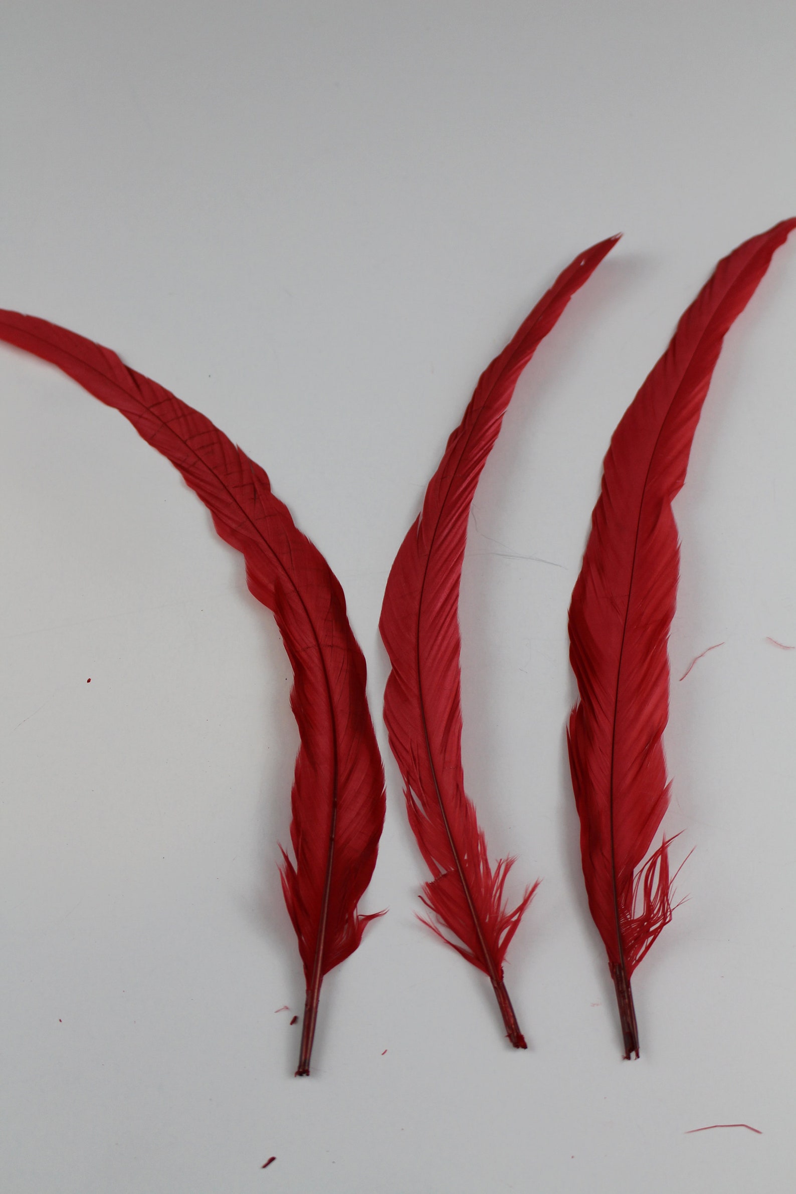 Rouge 20pcs 14 16 Coq Coque Plumes de queue pour - Etsy France