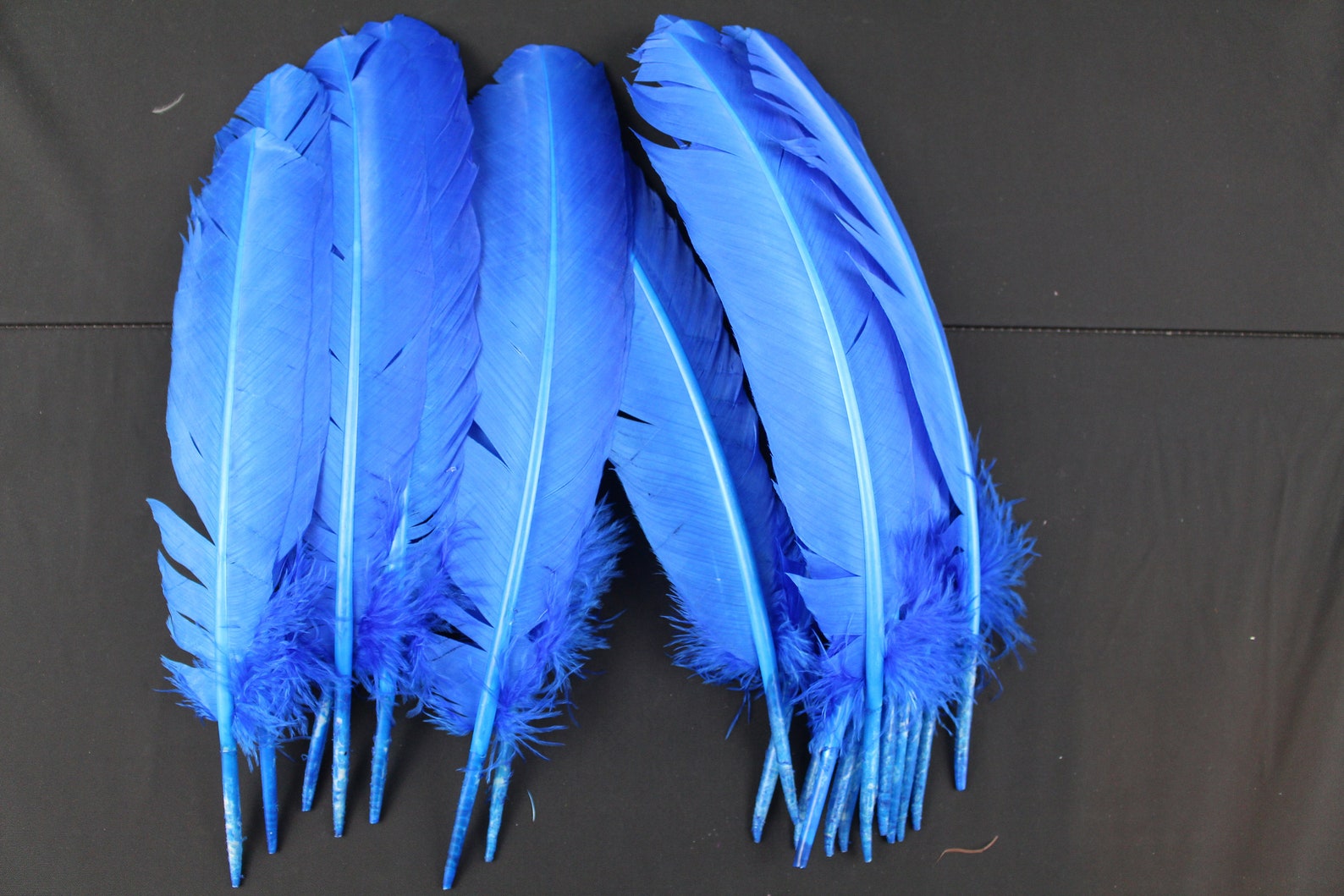 Royal Blue 10-12 Inch Turkey Quill Feathers 20 Pcs Primary - Etsy