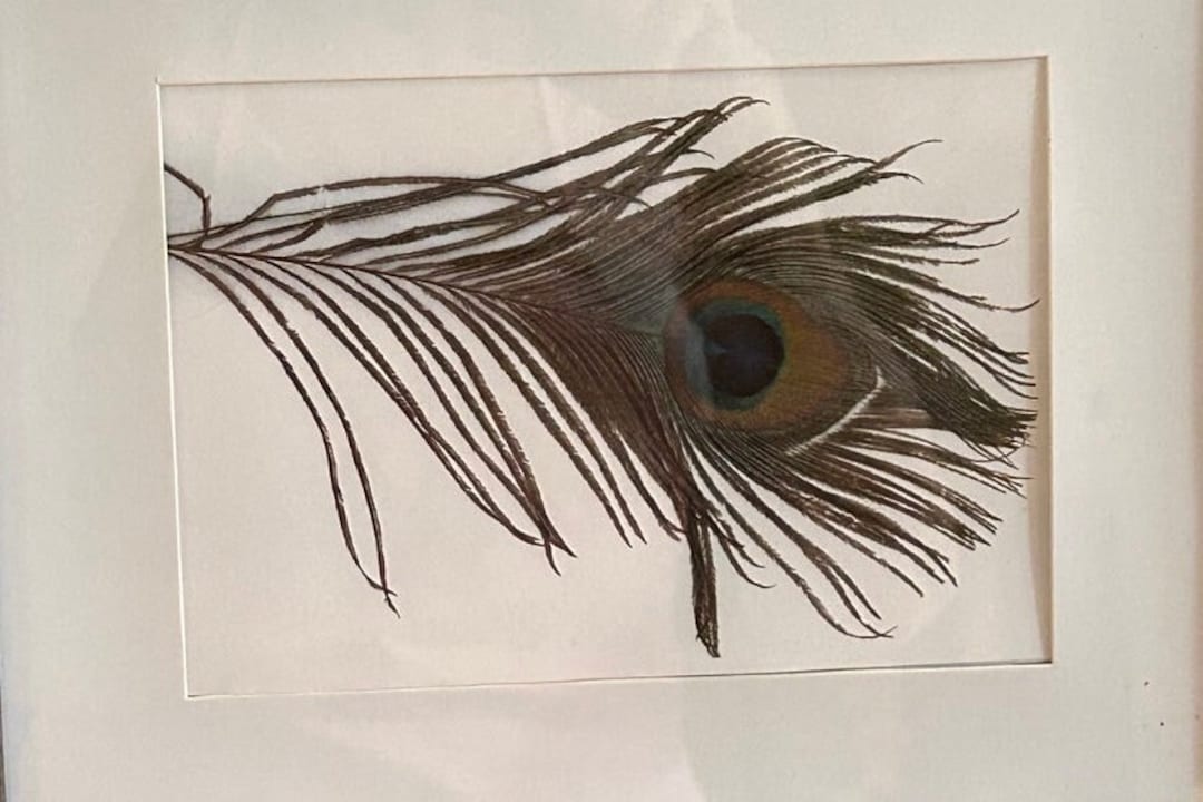 Single Peacock Feather Art Print - Etsy