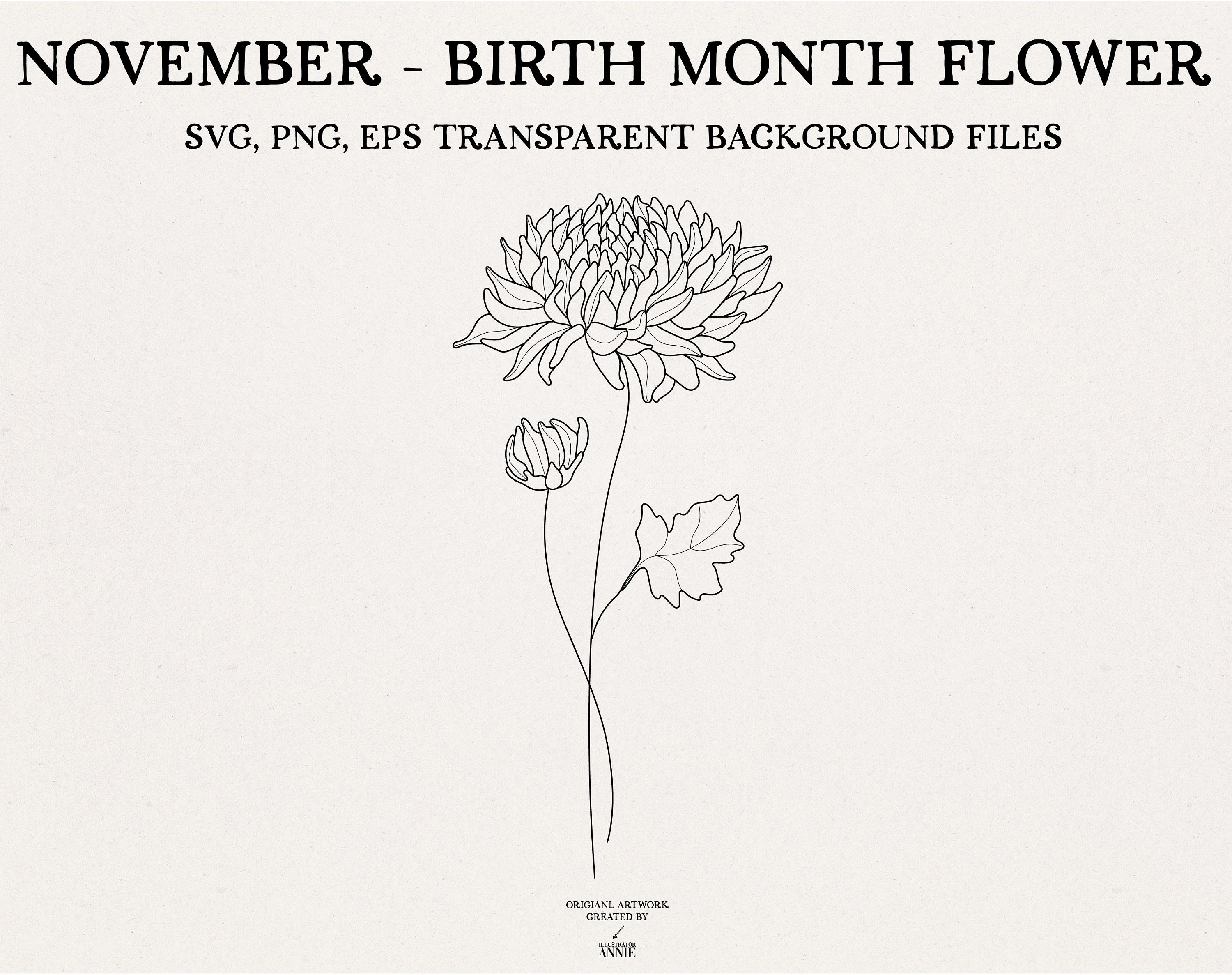 November Birth Month Flower - November Chrysanthemum Flower - Birth ...