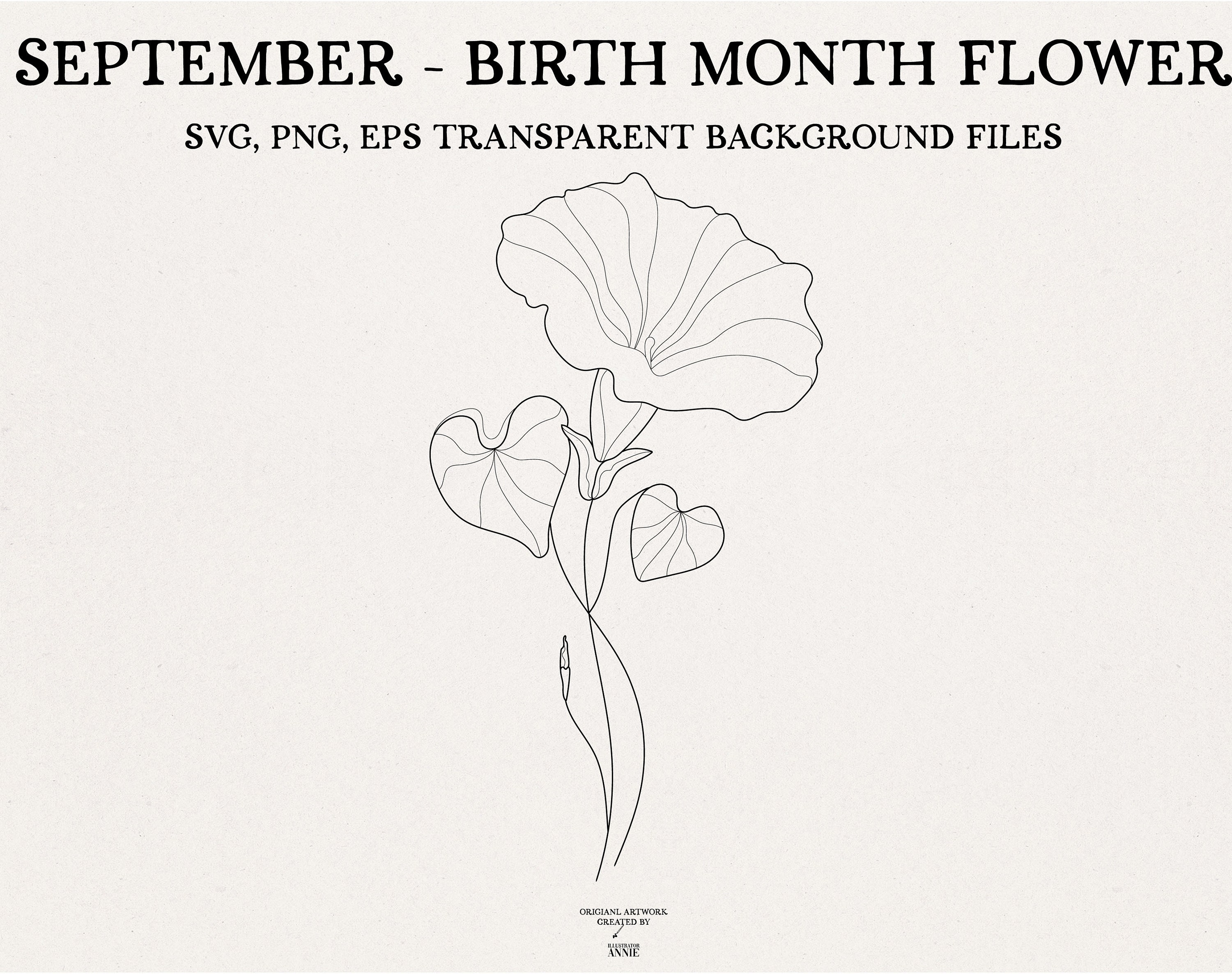 September Birth Month Flower September Morning Glory Flower - Etsy