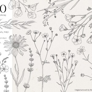 Wildflower Clipart Pack - Commercial Use - Wildflower PNG Bundle ...