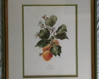 Anne Ophelia Dowden Botanical Print Pomegranate Rare Anne Dowden Plate ...