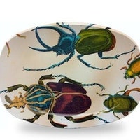 FREE Shipping-gorgeous Black and Gold Goliath Beetle Plate / Insect ...